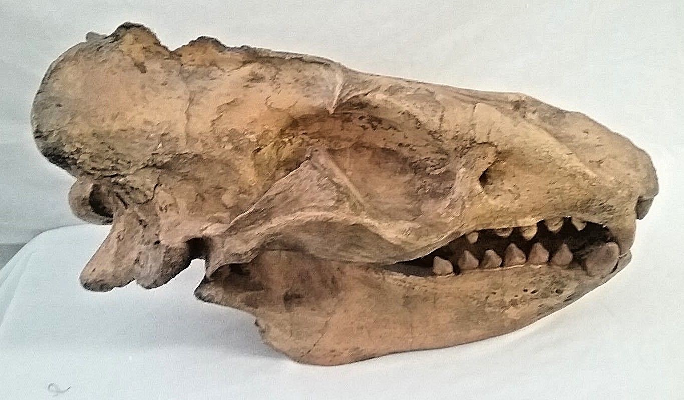 ALLODESMUS SKULL REPLICA | eBay.de