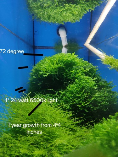 Round Pelia, Monsolenium, Live Aquarium Plants, 6*6 Inches Portion ...