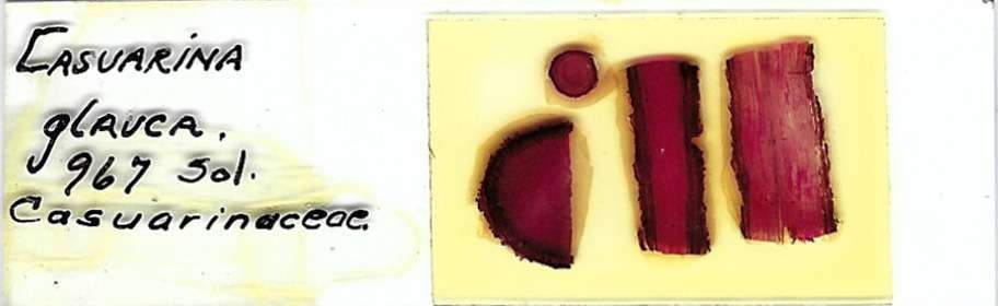 Swamp She-oak Casuarina glauca Microscope Slide | eBay