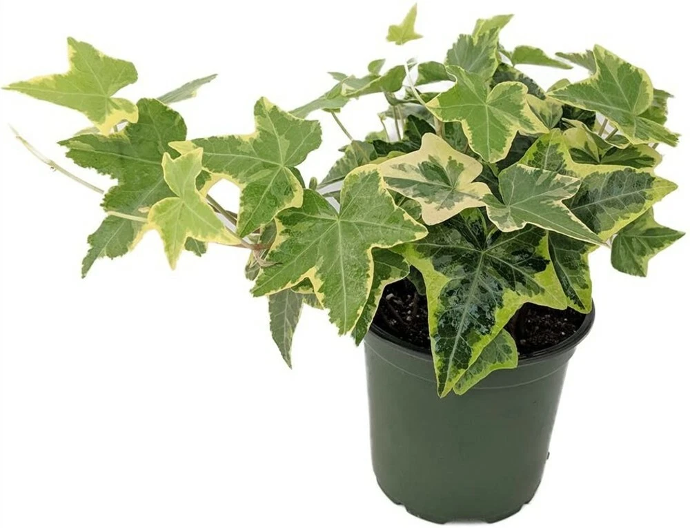 Hedera Helix English Ivy