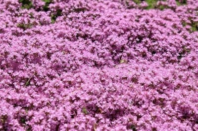 400+ Dwarf Creeping Thyme Seeds, Thymus Serpyllum, Ground Cover, FREE ...
