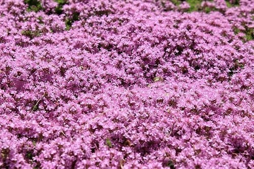 400+ Dwarf Creeping Thyme Seeds, Thymus Serpyllum, Ground Cover, FREE ...