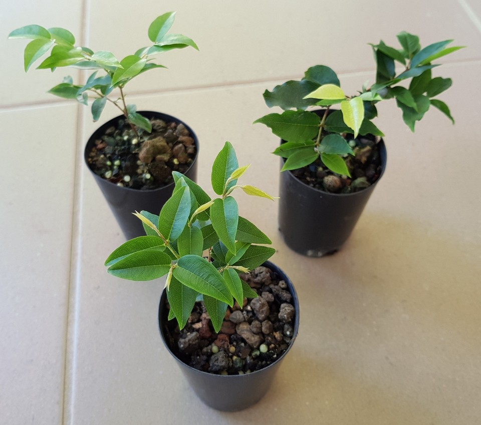 SCARLET DWARF JABOTICABA SEEDLING "ESCARLATE" VERY SWEET TASTING FRUIT ...