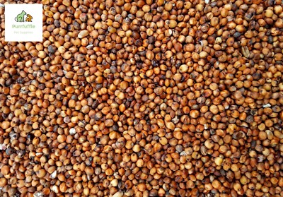 20kg FRENCH RED DARI SEED Wild Bird / Cage Bird Food / Fishing Particle ...