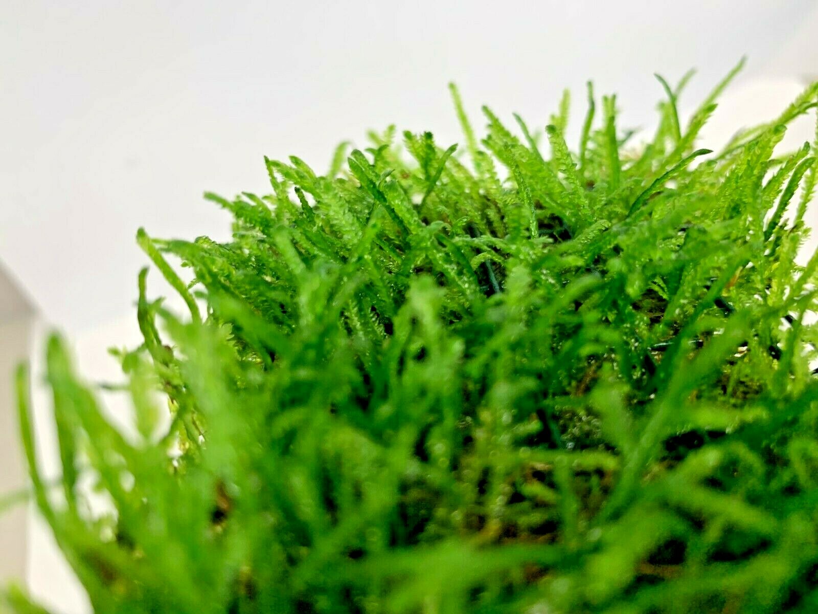 Java Moss On A Net Pad Carpeting Live Plant Pond Aquarium Oxygenating ...