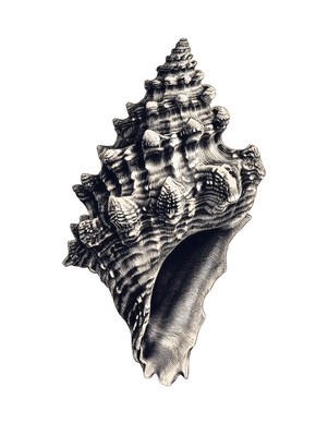 Textured Sea Shell Vinyl Car Decal Sticker – Waterproof & UV-Resistant ...