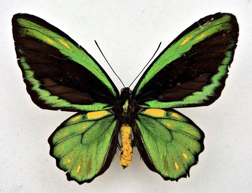 Ornithoptera priamus euphorion male, ULTRA RARE FORM/ABERRATION ...