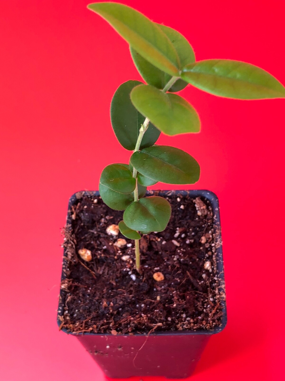 Pitangatuba Star Cherry Eugenia Selloi neonitida Fruit Tree Seedling ...