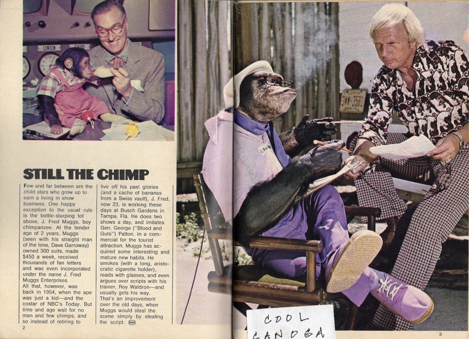 1975 TV ARTICLE ~ CHIMPANZEE FRED J. MUGGS & TRAINER ROY WALDRON Busch ...