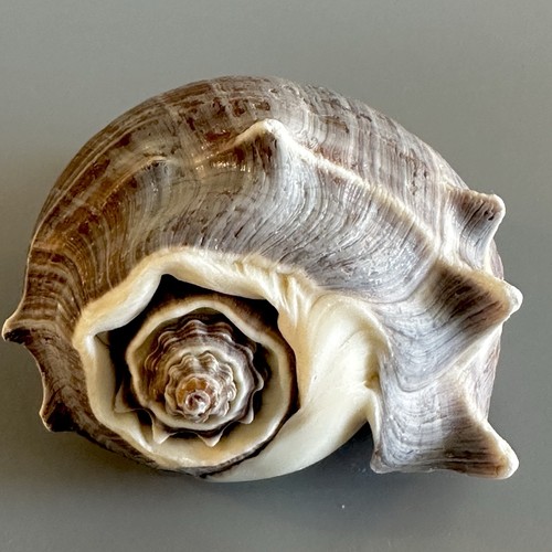 LARGE Pacific Crown Conch Melongena Patula Seashell Aquarium Fish Tank ...