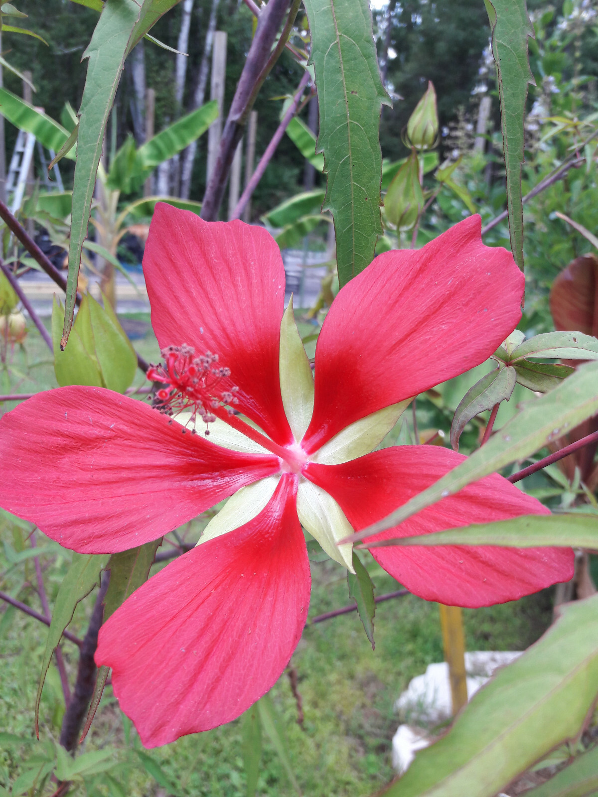 Texas Red Star Hibiscus 10 Seed | eBay