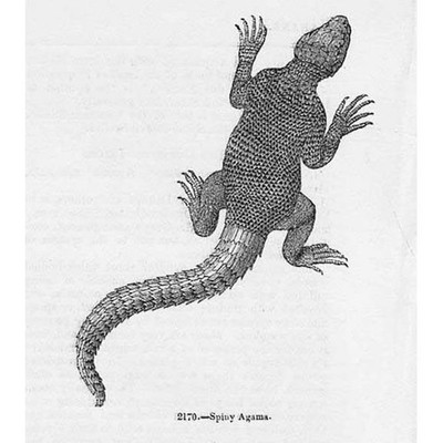Spiny Agama Lizard - Antique Print 1856 | eBay UK