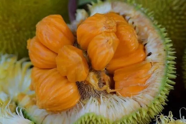 10+Yellow Marang Artocarpus Odoratissimus S.e.e.d.s For Planting Very ...