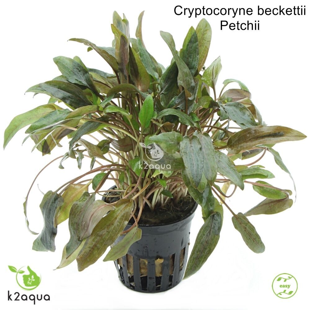 Cryptocoryne beckettii Petchii Live Aquarium Plants Tropical ...