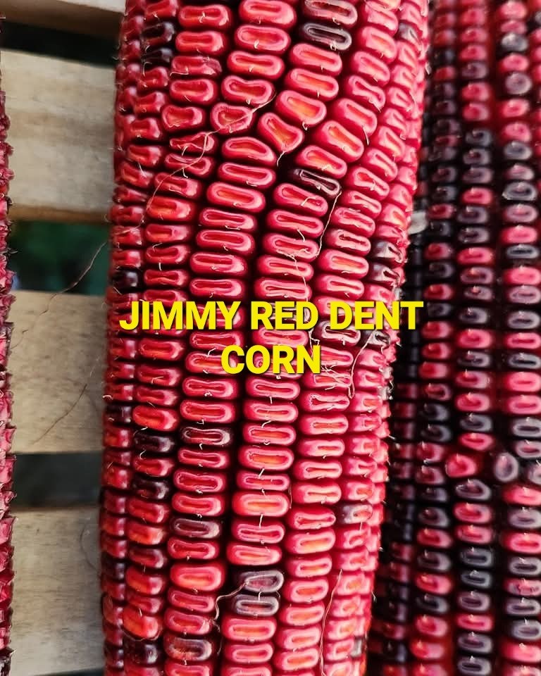 Jimmy Red Corn - Heirloom Dent Corn For Seed or Milling - 1 Pound | eBay