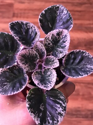 African violet Plant “Cajun’s Le Bon Ton Roule” Variegated. (Semi ...