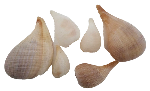 Florida Paper Figs Shells Lot of 6 Sanibel Hand Picked 2" - 3.5" | eBay