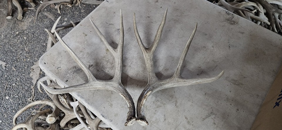 Nice Set Of Mule Deer Shed Antlers Horns Elk Moose Rack | eBay