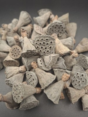 50 Mini Lotus Pods. Fish Tank, Isopods, Crafts, Aquarium Decoration ...