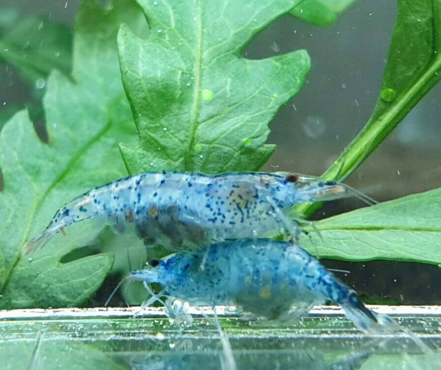 Blue Freshwater Shrimp