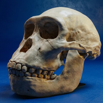 3d printed Australopithecus sediba skull reconstruction head skull ...