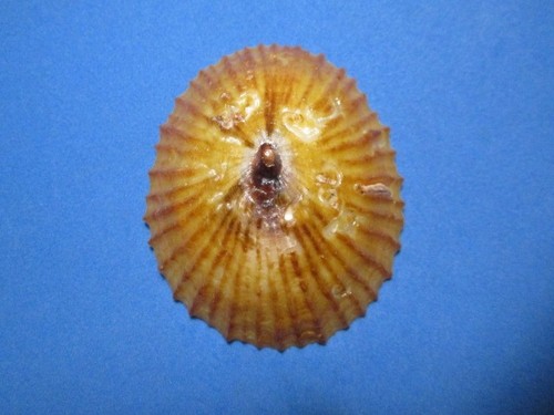 Cellana talcosa (Gould, 1846) "ENDEMIC HAWAIIAN LIMPET" (64.9mm) | eBay