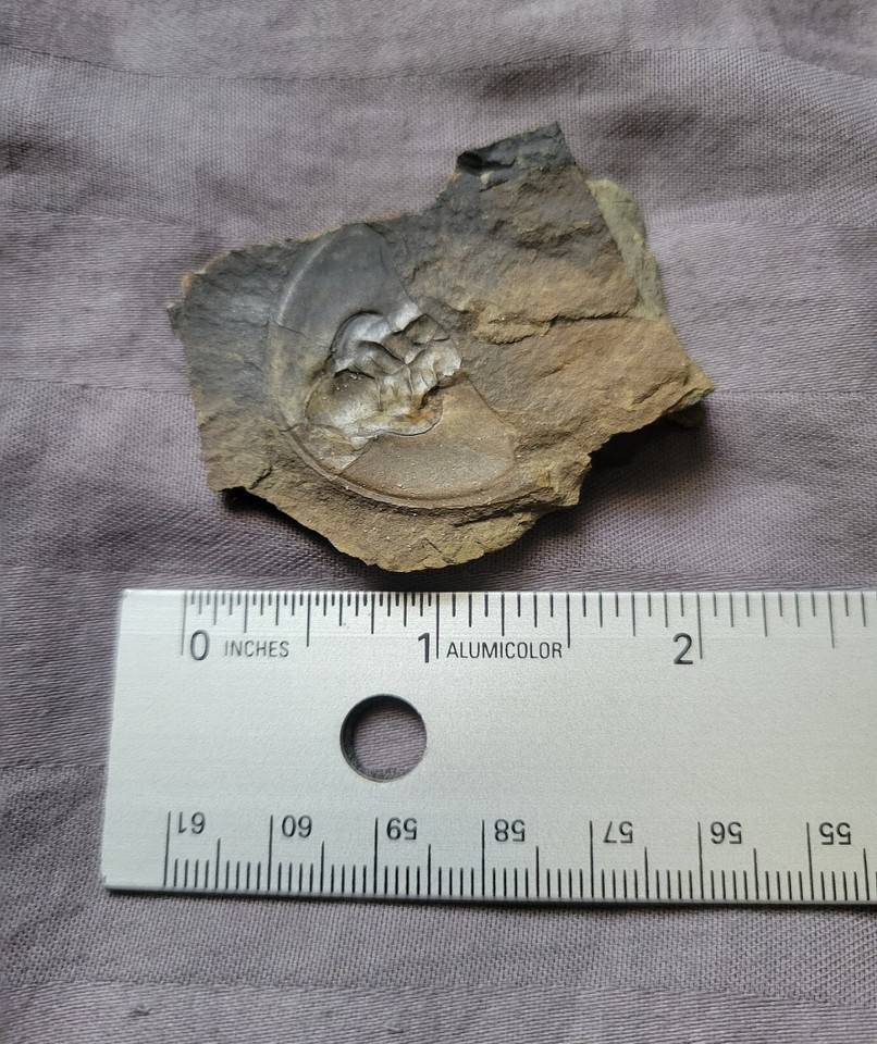 Rare Olennellus Wanneria Trilobite Fossil Partial Canada Cambrian Bug ...