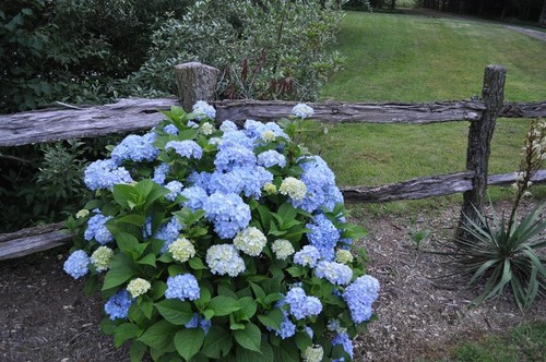 Nikko Blue Hydrangea 4'' Pot | eBay