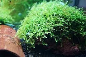 Christmas Moss Vesicularia Live Aquarium Plant Java Moss Cup BUY 2 GET ...