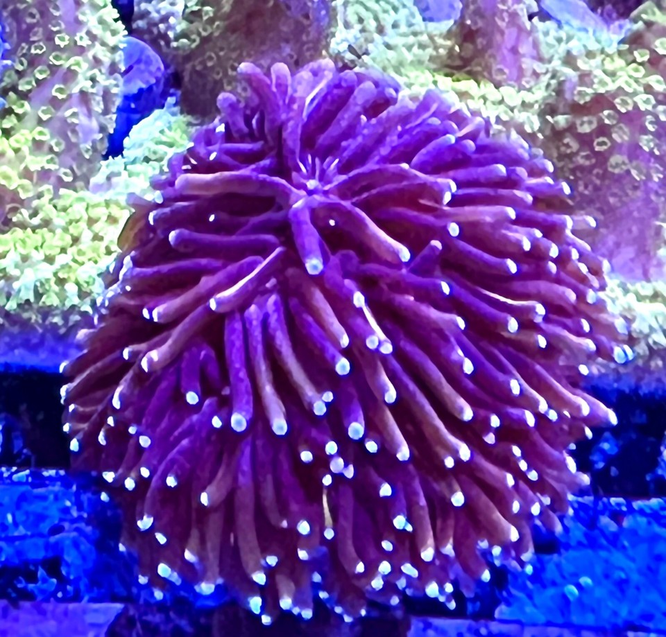 live coral Rainbow Galaxea Long Tentacles by "coralSLover" | eBay