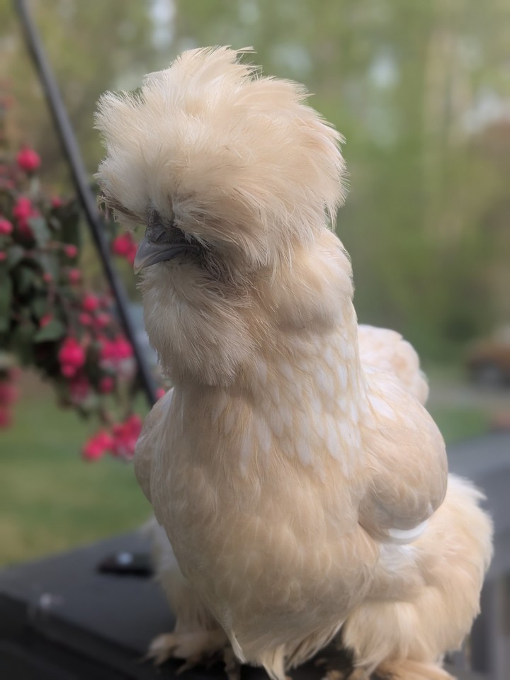 8 Red Pyle/ Partridge Silkie/Satin Hatching eggs (Crested, Bearded And ...