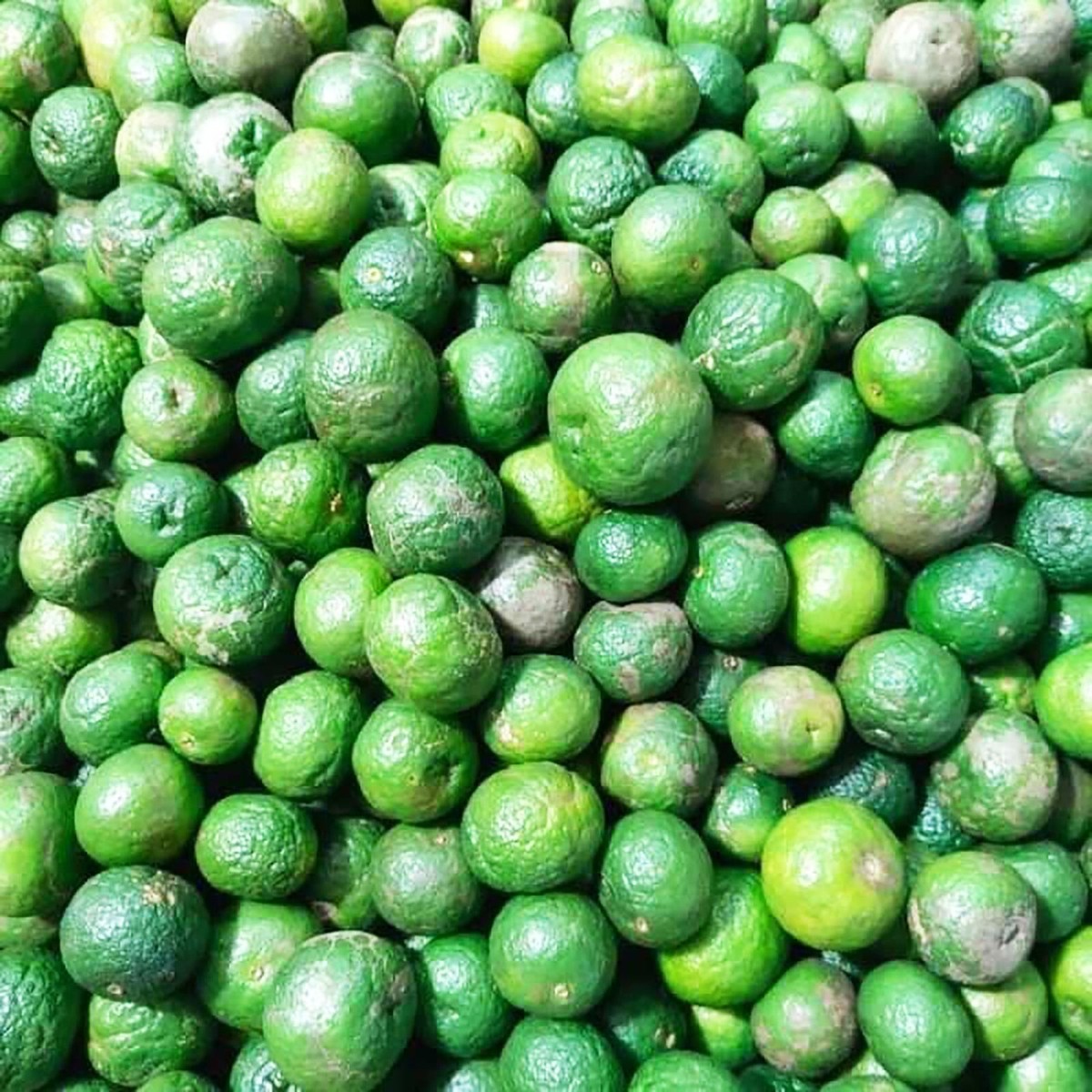 Lime Seeds