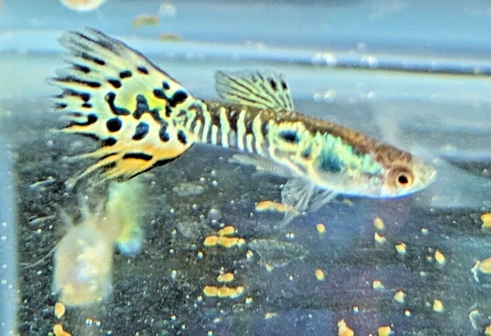PK Endlers ENDLER/GUPPY HYBRIDS FOR OUTDOOR WATER GARDENS - YOU CHOOSE ...