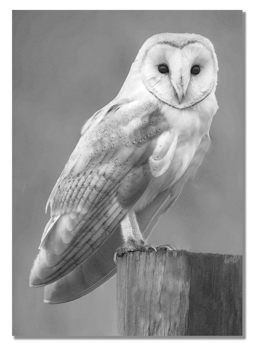 Black And White Barn Owl Photography