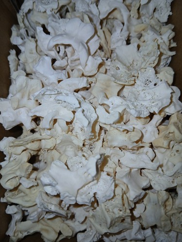 Genuine domestic rabbit craft bones skeleton taxidermy bone real food ...