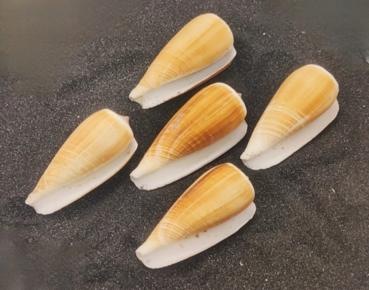Hermit Crab Shells Homes Natural Seashells Replacement Shells for ...