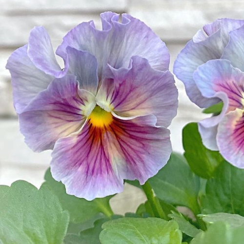 150+ Pansy Seeds (Viola) - Fragrant, Flower Seeds, Annual Seeds, Garden ...