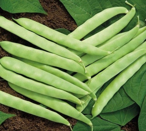Roma II Bean Seed - Greenpod Bush Garden Vegetable Beans Seeds (0.50oz ...