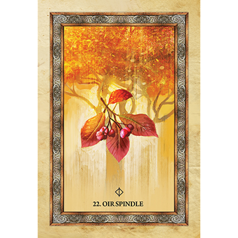 Celtic Tree Oracle NEW IN BOX Deck and Book Set Ogham Cards by US Games ...