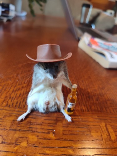 Taxidermy Mouse Cowboy Beer Anthropomorphic mount oddity curiosity ...