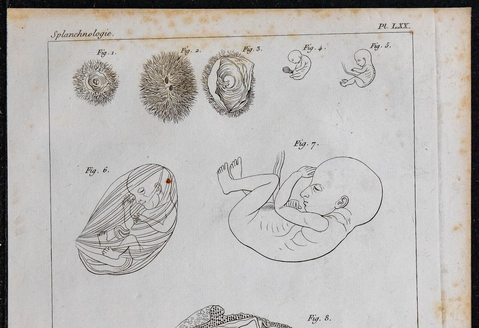 1825 - Human Embryonic Development - Antique Engraving - Anatomy | eBay UK