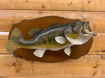 Taxidermy - Largemouth Bass Taxidermy Mount