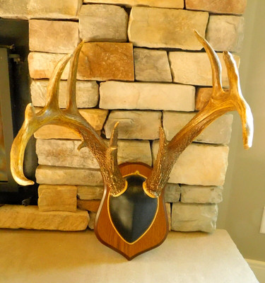 Vtg 11 POINT WHITETAIL DEER ANTLER MOUNT TAXIDERMY THICK 5 ...