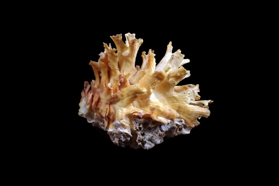 Sea shell - Chama Lazarus- 69mm | eBay