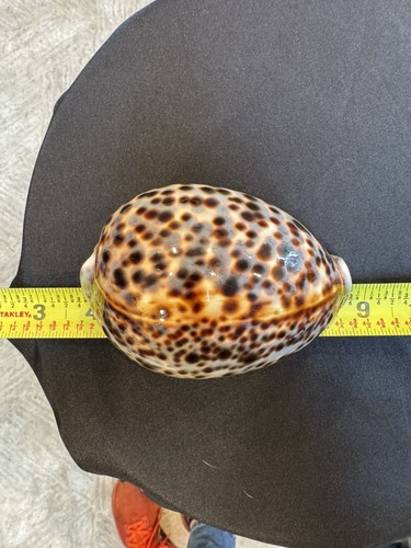 Rare and Spectacular 4 5/8" Tiger Cowrie Shell (Cypraea Tigris ...