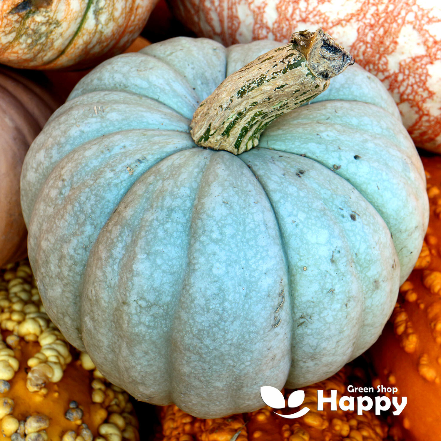 SQUASH QUEENSLAND BLUE - 5 SEEDS - Pumpkin Vegetable seeds - Blue ...