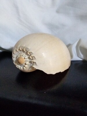 LARGE 6" MELO MELON DIADEMA SEA SHELL BEACH DECOR | eBay