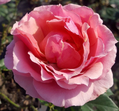 Princesse de Monaco Grandiflora Pink Rose 1 Gal. Bush Plant Plants Fine ...