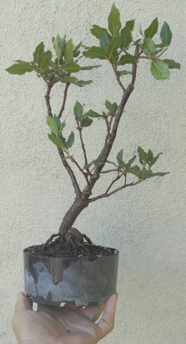 Live Oak Pre Bonsai Shohin Dwarf Mame Fat Trunk Neagari Quercus Acorn ...