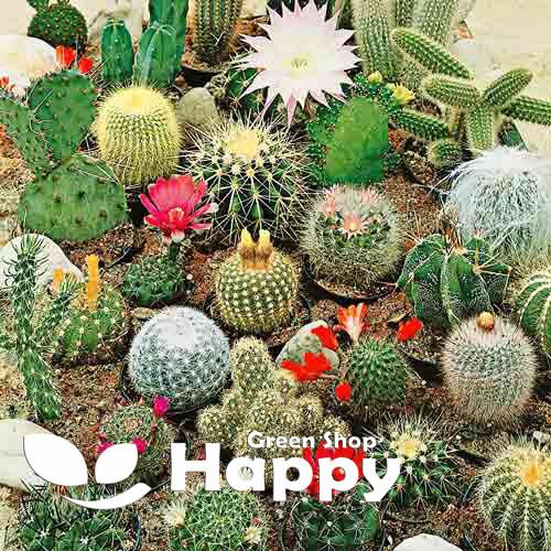 CACTI MIX - Mix of cactus seeds - 0.3 grams - Succulent exotic drought ...